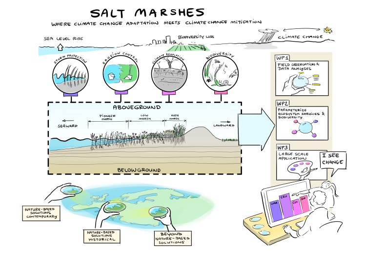 Salt marshes: Where climate change adaptation meets climate change ...